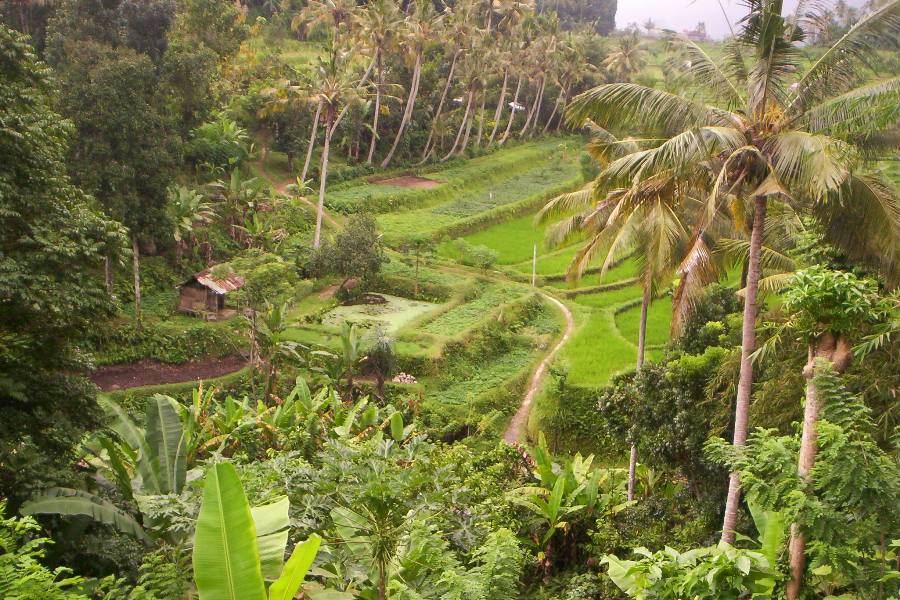 Food Forests - Bellingen Permaculture